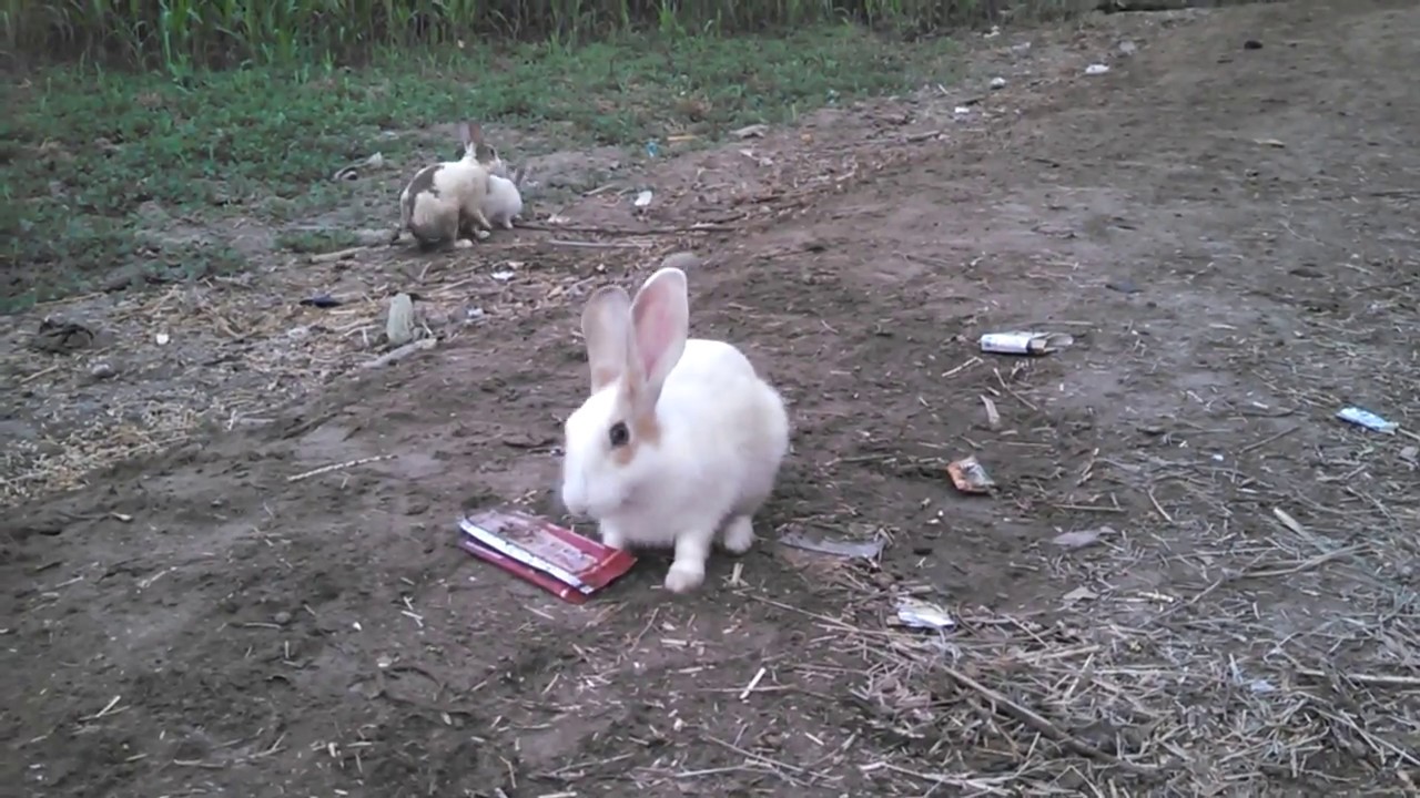 Rabbit video - YouTube