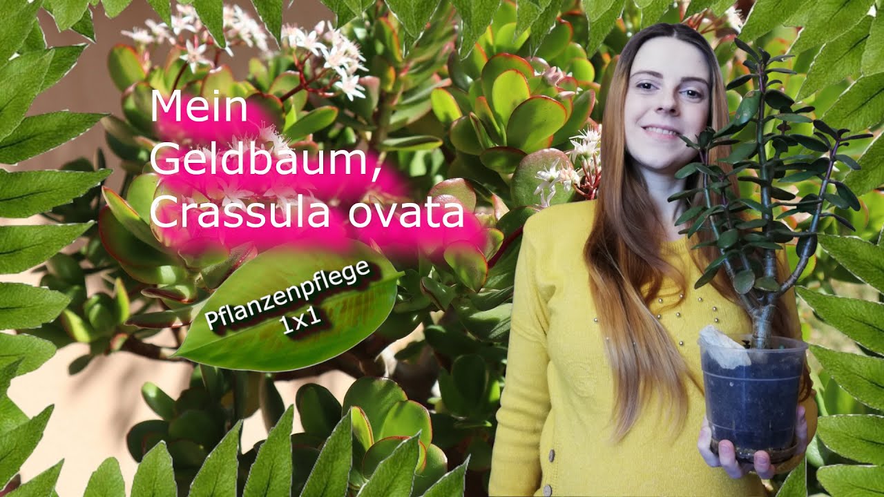 Crassula ovata, der Geldbaum | Pflanzenpflege 1x1| - YouTube