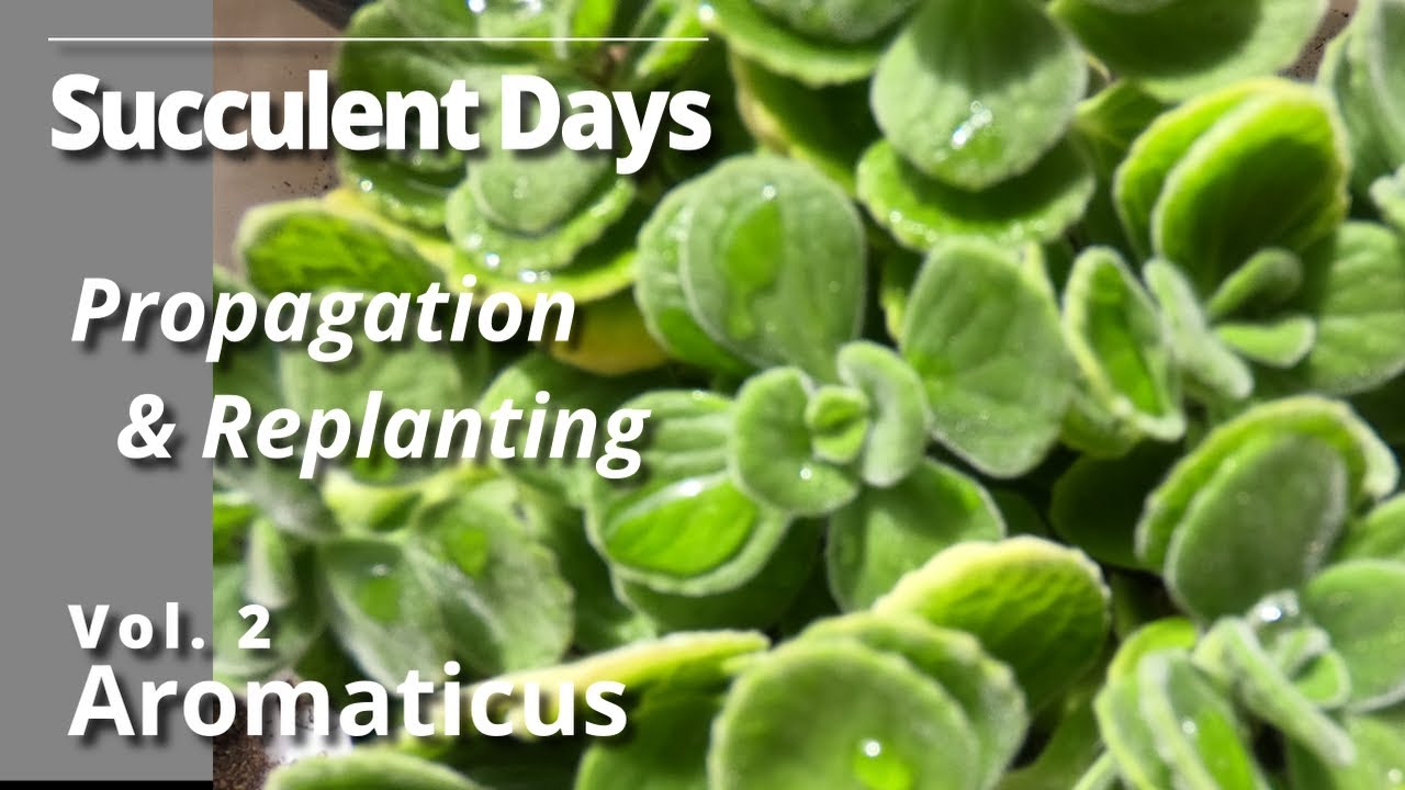 【Succulent Propagation Replanting】 Aromaticus (Vol. 2) - YouTube