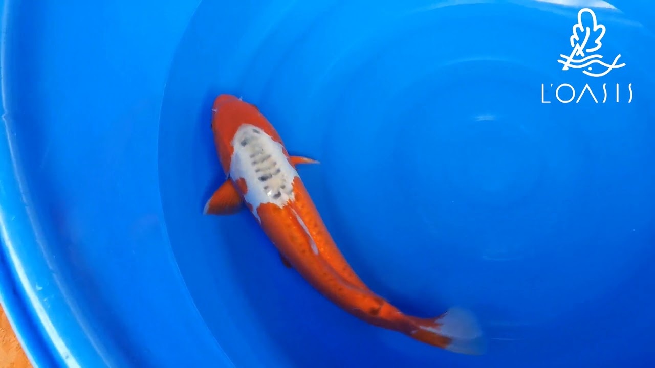 Hi Shusui - Carpe Koi Japon - Oasis - YouTube