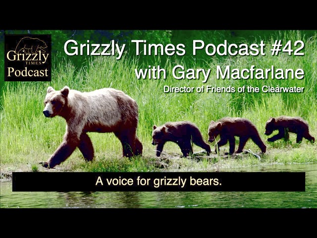 Macfarlanes Bear