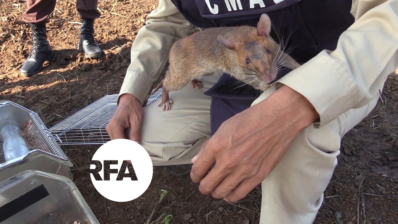 Rats Sniff Out Cambodia’s Landmines | Radio Free Asia (RFA) - YouTube
