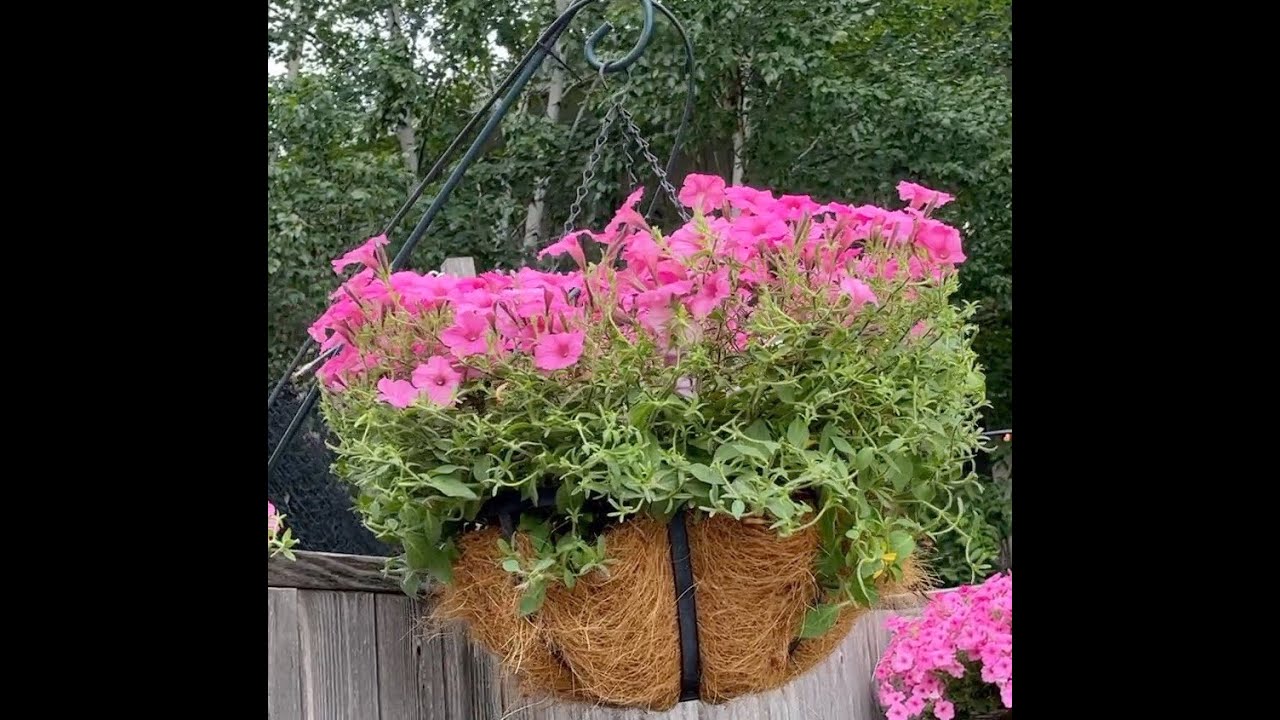 2022 Supertunia Vista Bubblegum Hanging Baskets Series Video 8 - July ...