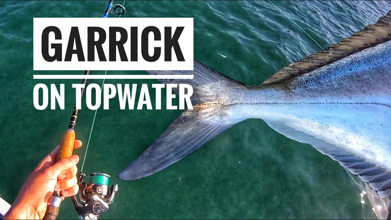 Topwater Garrick in the Eastern Cape! Catch,Tag and Release!! - YouTube