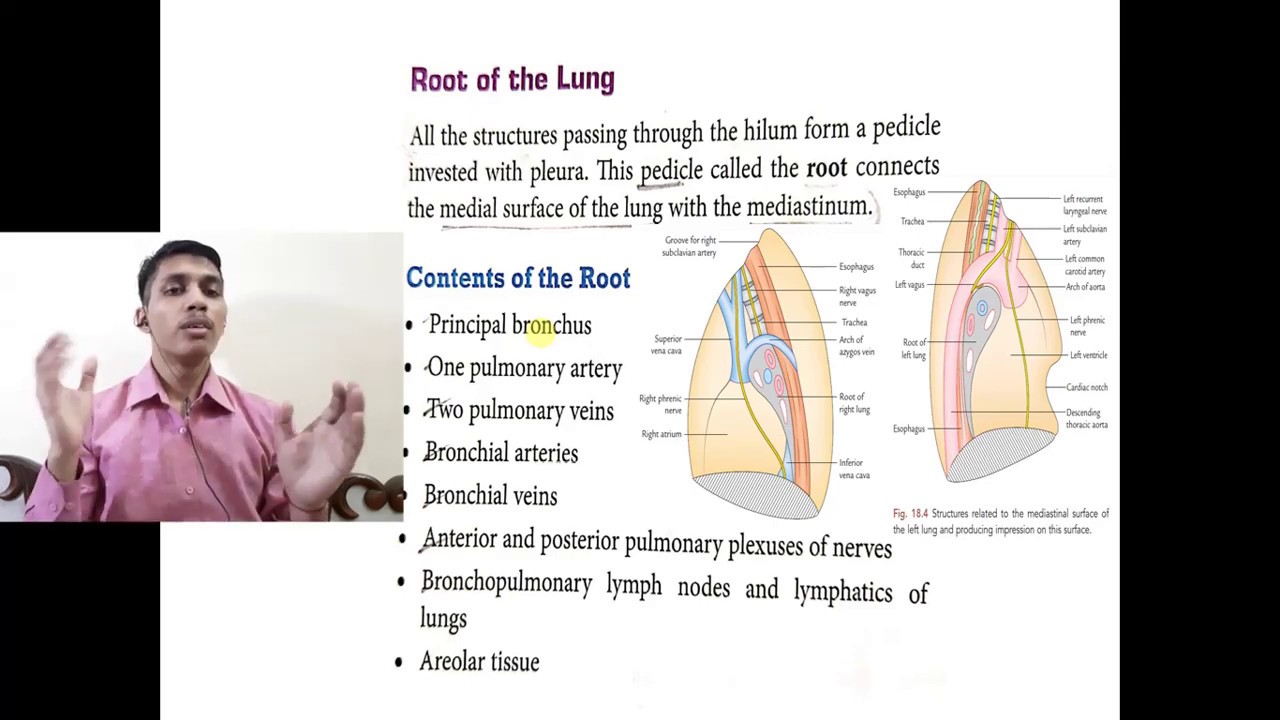 Roots of the Lungs and its Contents #Lung Anatomy #Thorax #Medical # ...