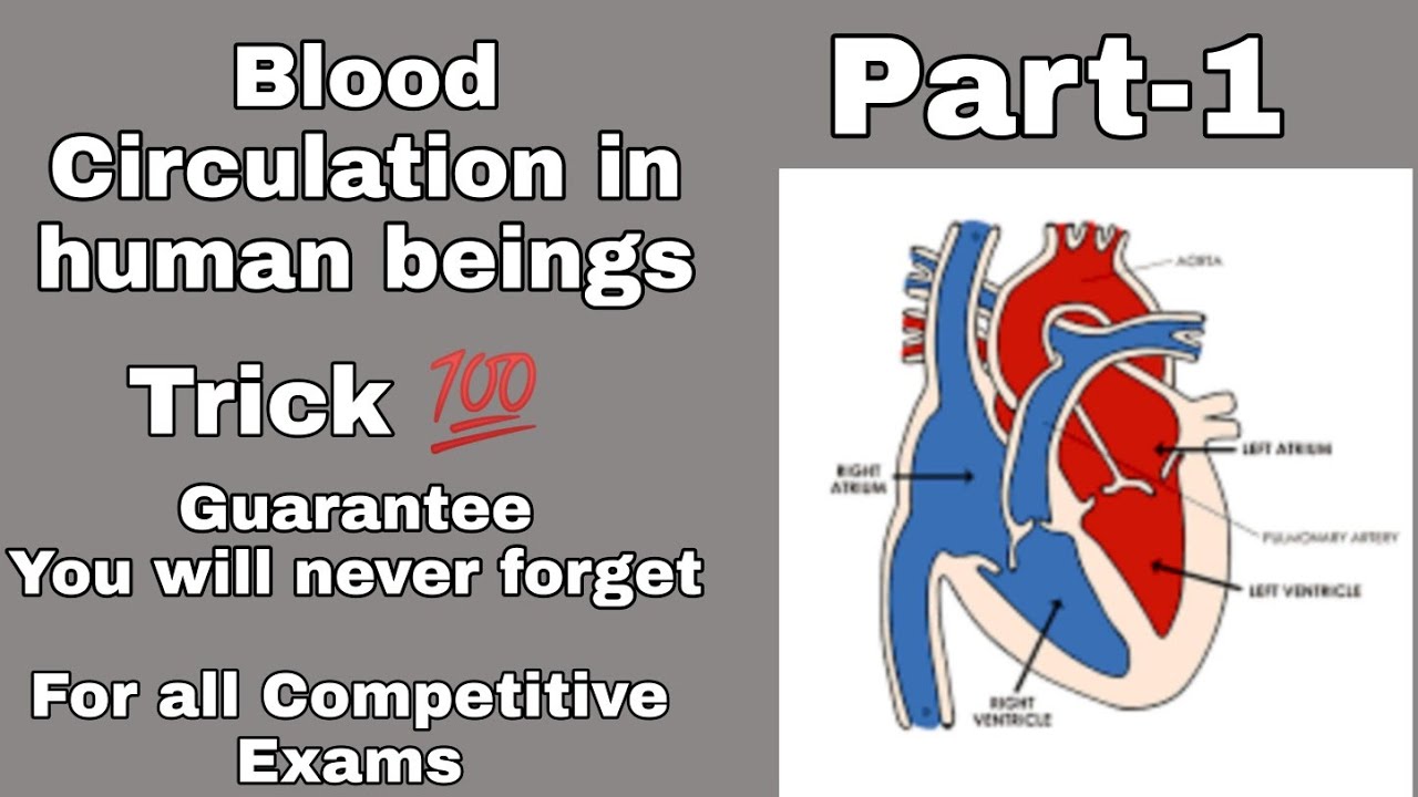 Pure And Impure Blood Trick Blood circulation Part-1 - YouTube