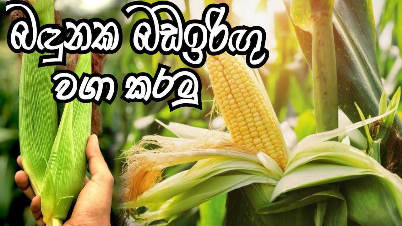 පහසුවෙන් බඳුනක බඩඉරිගු වගා කරමු | how to grow corn | govi gedara - YouTube