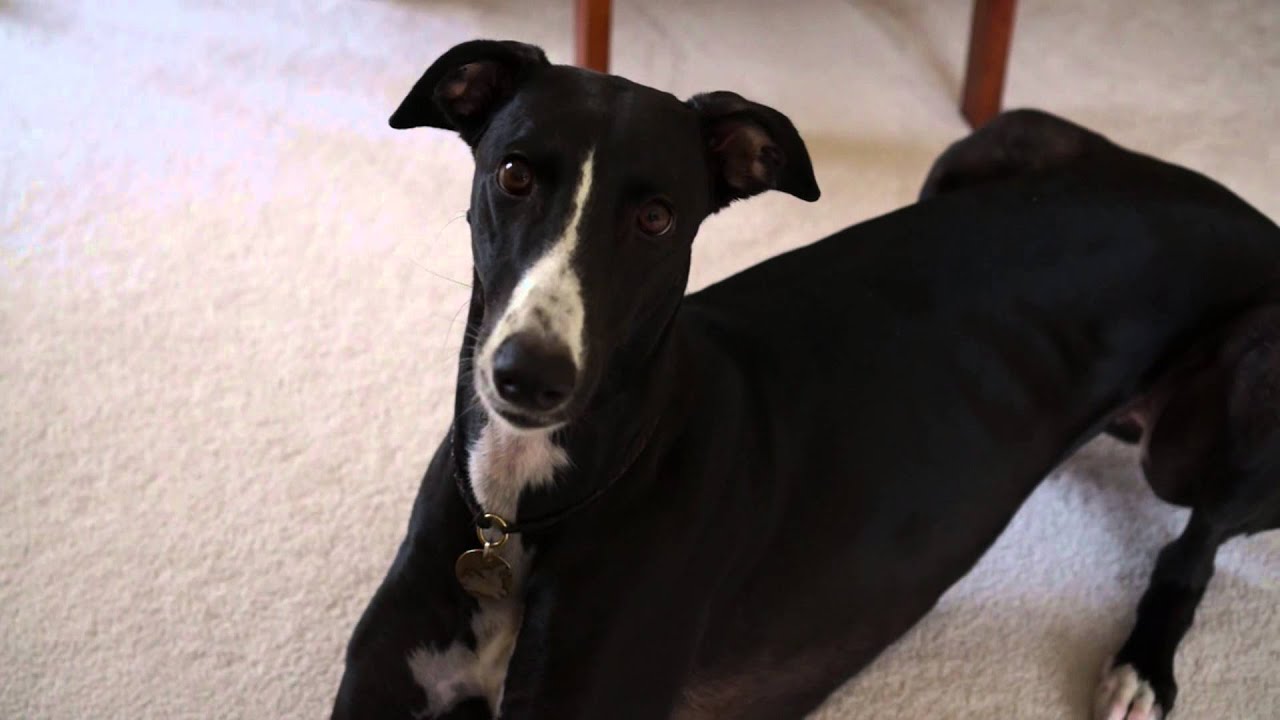 Whiny barking greyhound... - YouTube
