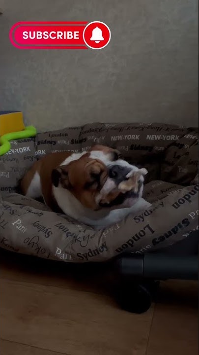 Черри и лакомство #shorts #bulldog #englishbulldog #cute #бульдог # ...