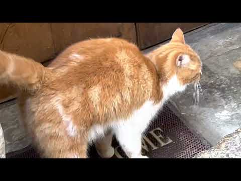 Le chat roux et blanc