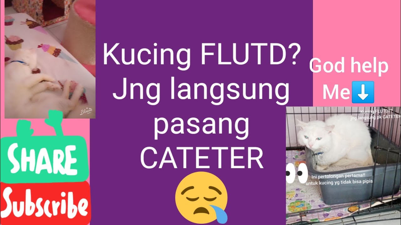 Kenapa FLUTD/FUS PADA KUCING JANTAN KAMBUH LAGI ⁉️ - YouTube