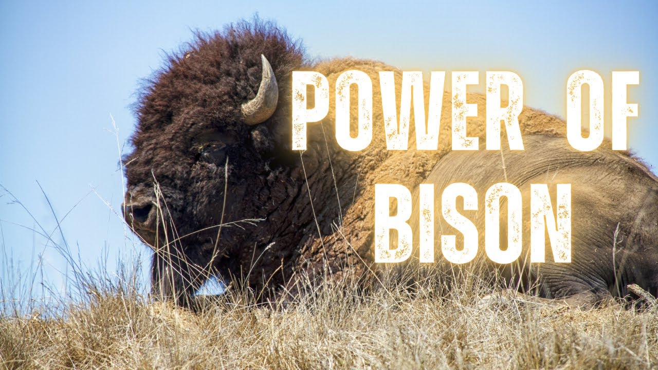 The Mighty Bison: A Look at Their Impressive Size - YouTube