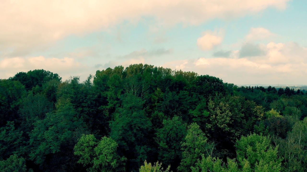THE FOREST | Cinematic Drone Footage 4K - YouTube