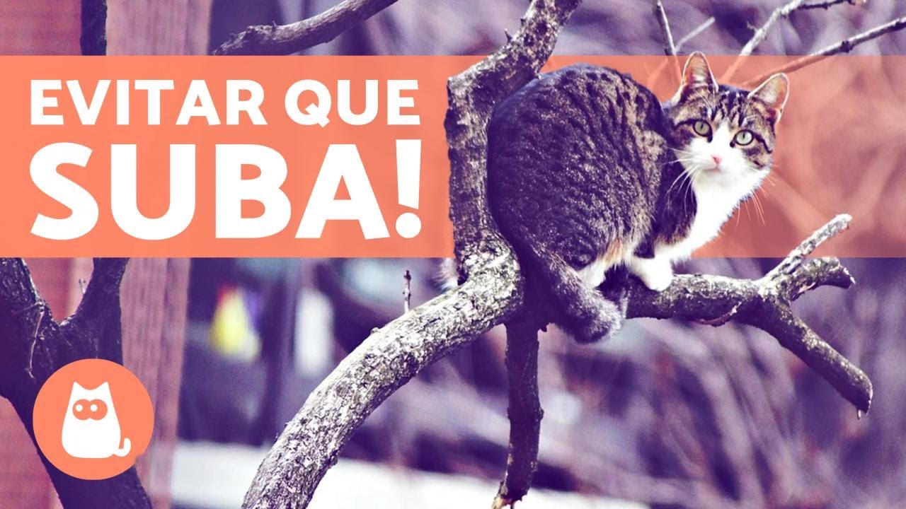 Como EVITAR que um GATO SUBA onde NÃO DEVE 🌳🐈 - YouTube