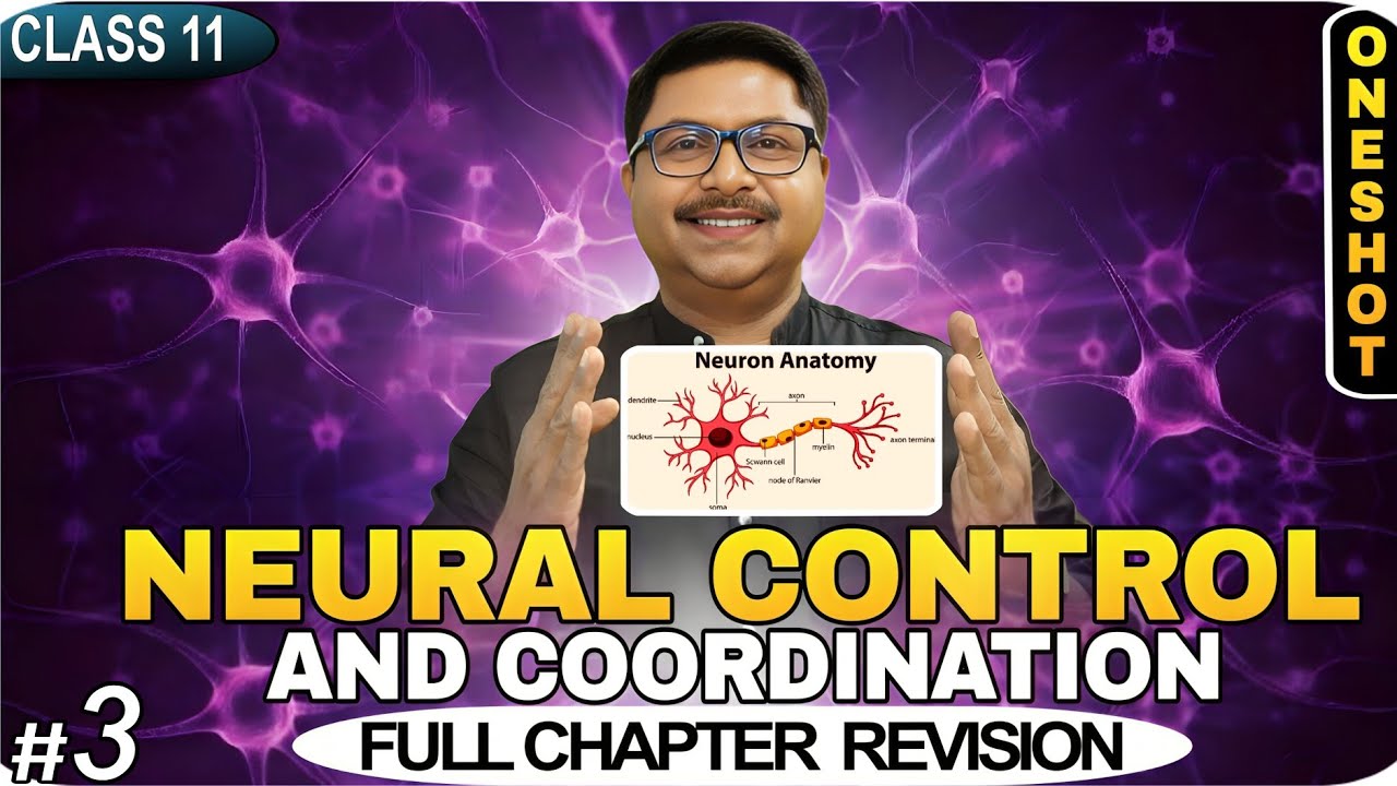 NEURAL CONTROL & COORDINATION || MID & HIND BRAIN || CLASS 11/NEET ...