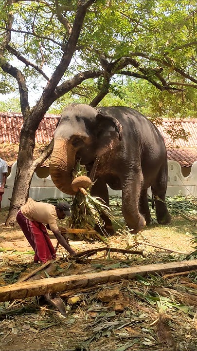 කුණු ලොරිය නෑ නේ මාමේ 😂 අපි දෙන්නා අස් කරමු#elephant #shorts #animals ...