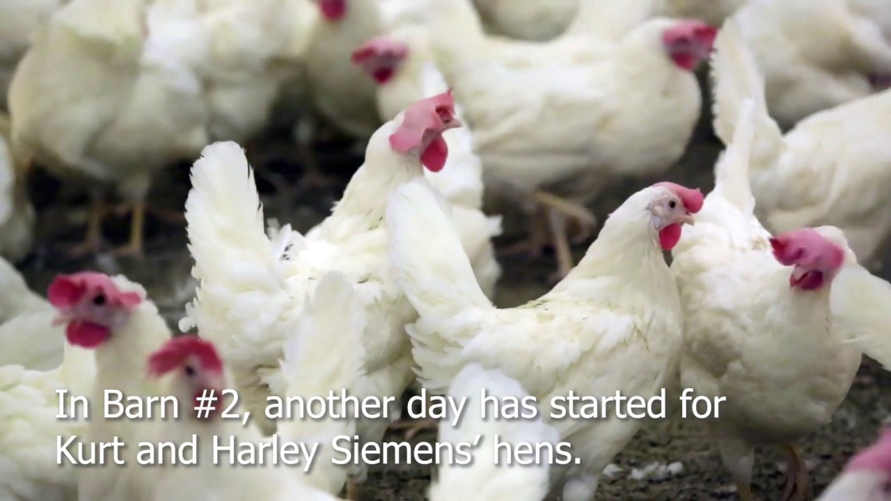 Inside a free-run aviary system - YouTube