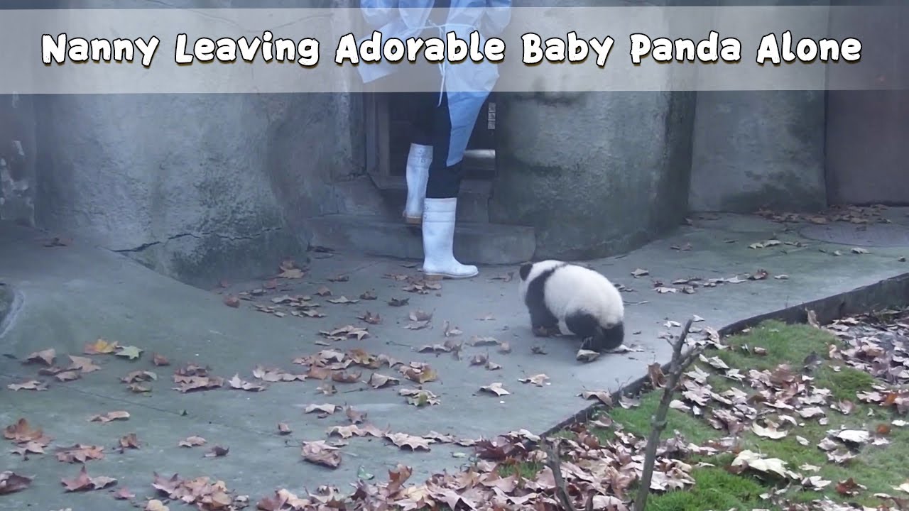 Nanny Leaving Adorable Baby Panda Alone | iPanda - YouTube