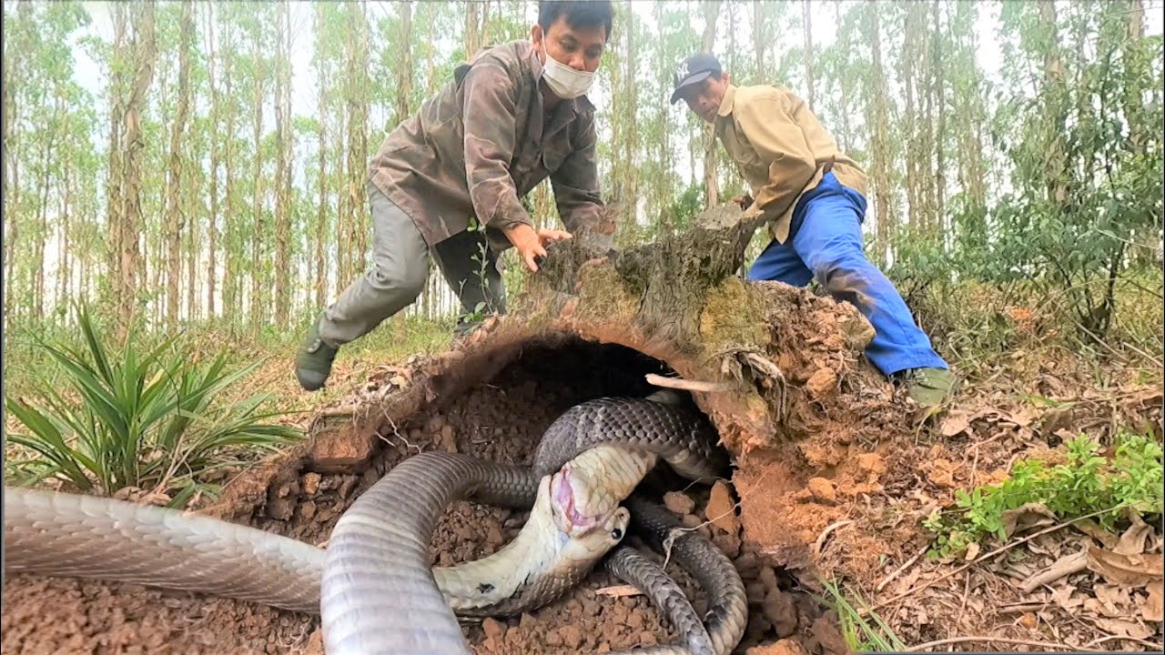 Aghast. first time breaking into the forest with the most cobras in the ...
