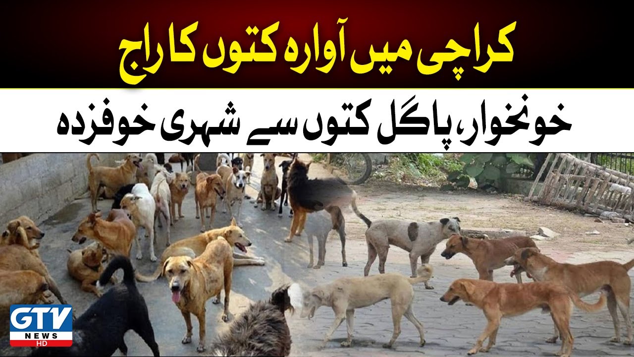 Stray Dogs Reign in Karachi | Street Dogs in Karachi | GTV News - YouTube