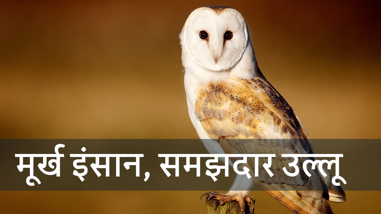 How owls help humans and nature | Pin N Post | - YouTube