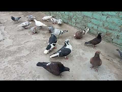 new kabootar setup kabootar bazi - YouTube