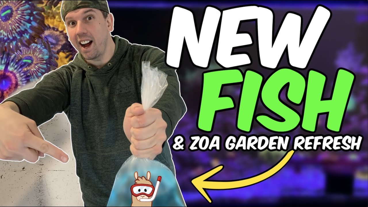 First Fish Added to Lagoon and ZOA Garden Refresh - YouTube