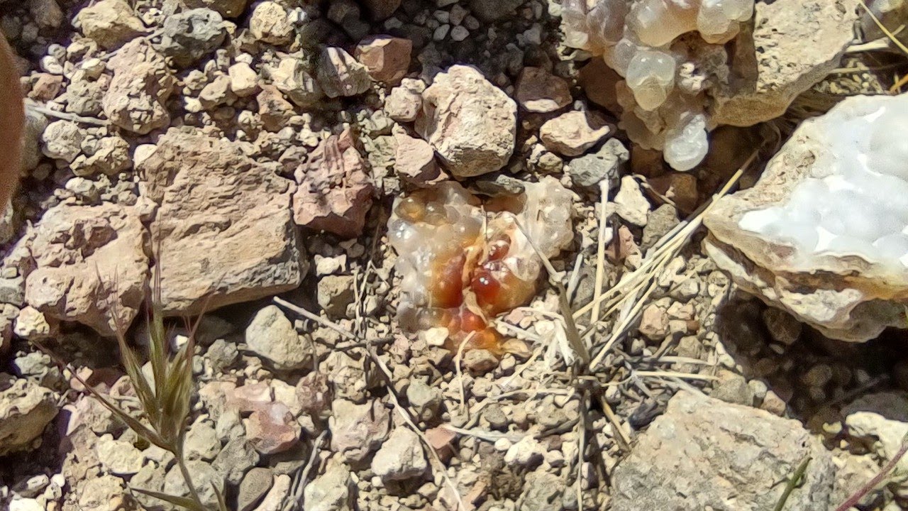 FIRE AGATE Prospecting-Hunting outside OATMAN,AZ - YouTube