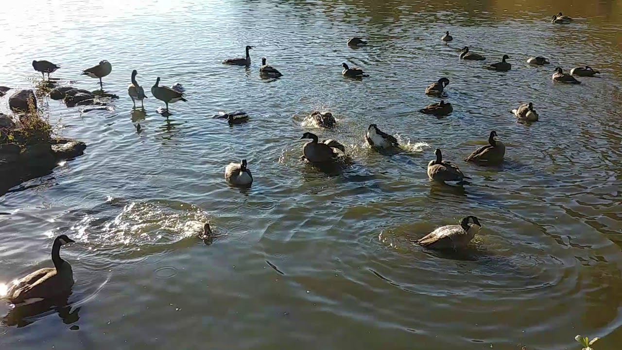 Canada Geese bathing vigorously in Lost Lagoon - Oct 2018 - YouTube
