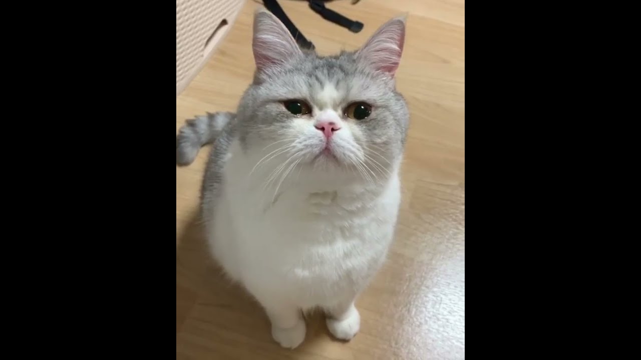 Kucing nangis. - YouTube