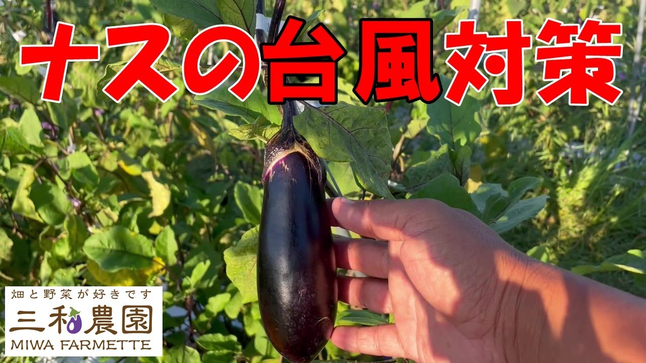 「台風7号に備えよう」ナスの台風対策(2023812) Youtube