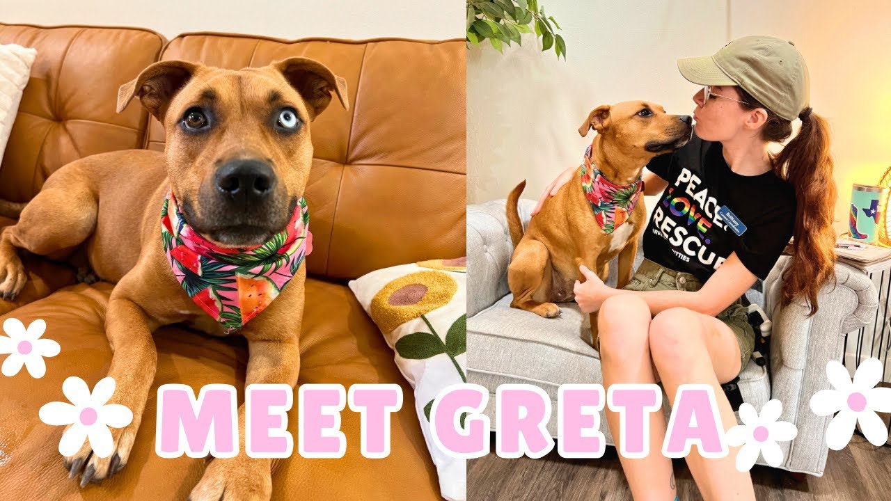 She’s cat friendly and loves all dogs! Meet Greta - YouTube