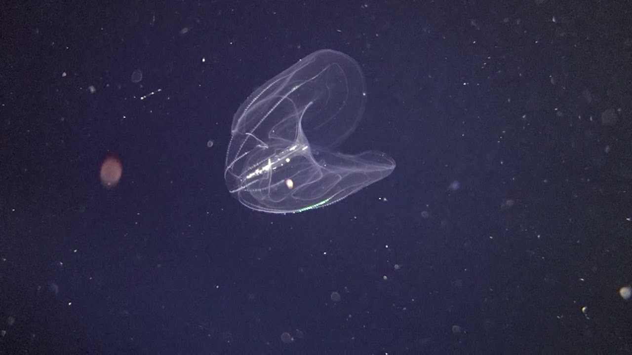 Pelagic Magic with Jack's Diving Locker - January 2020 - YouTube