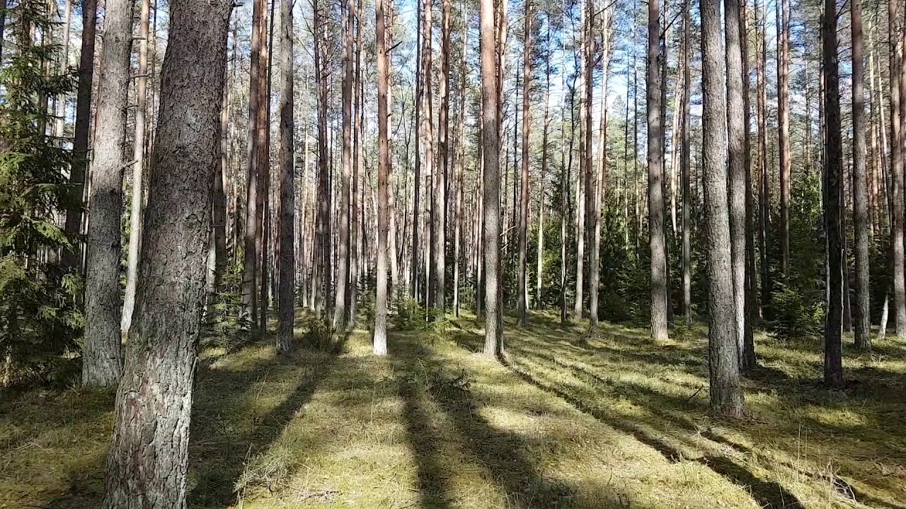 Forest in Vilnius - YouTube