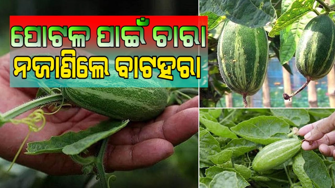 ପୋଟଳ ଚାଷ ଠିକଣା ଭାବେ କରିବାର ଉପାୟ | Tips for Pointed Gourd Cultivation ...