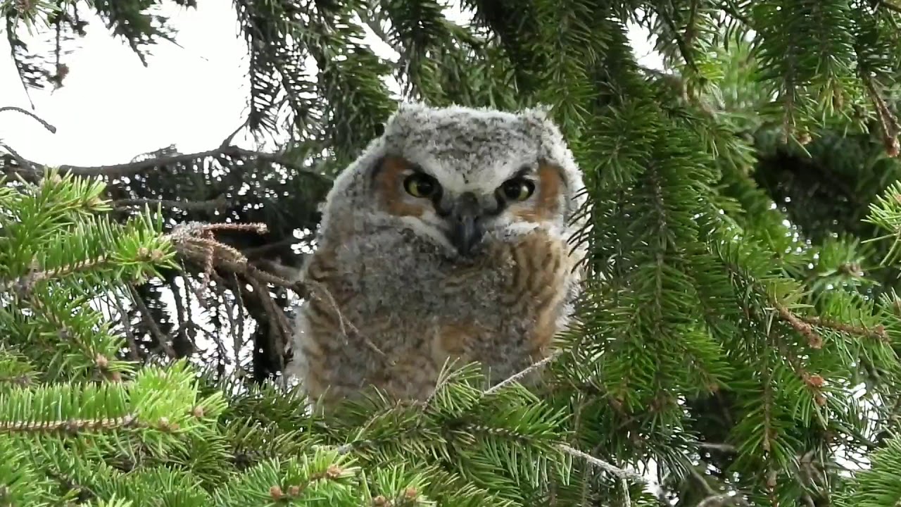 Great Horned Owl Fledgling - YouTube