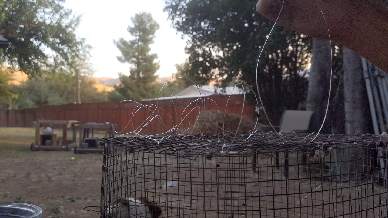 The trick to upright Bal Chatri nooses - YouTube