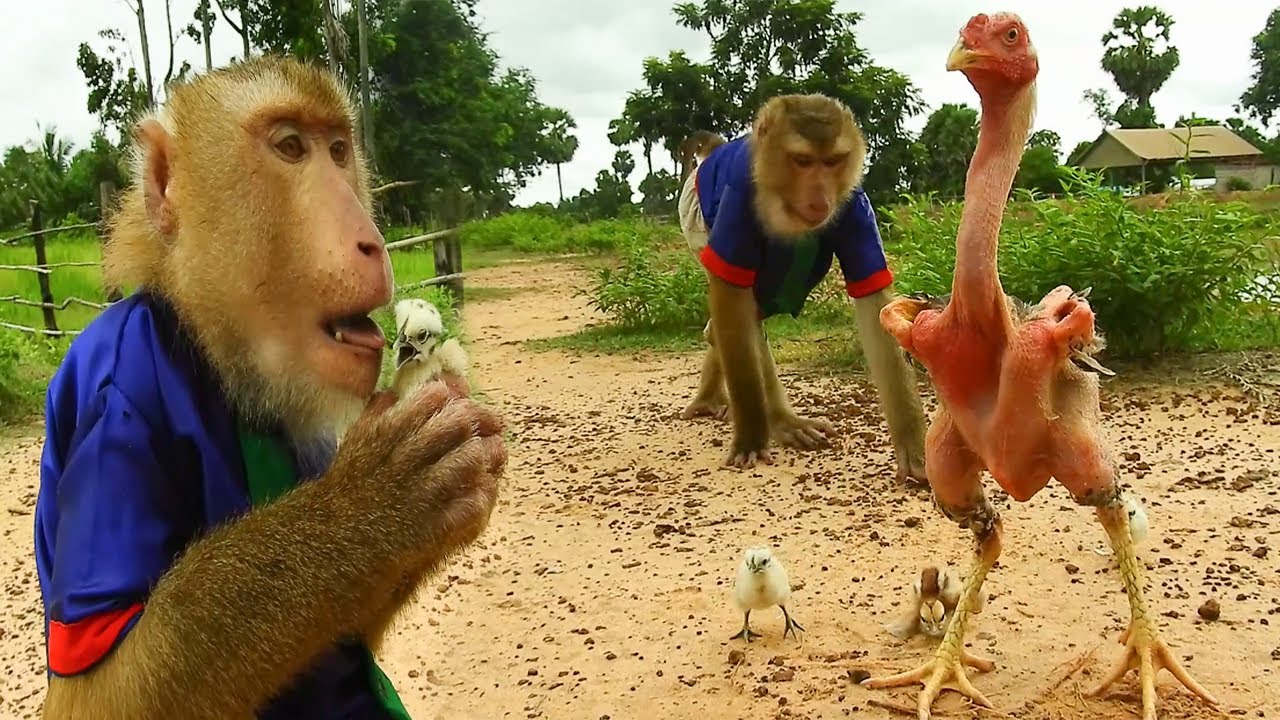 Help Me ! Don't Catches Chicken, Abu Afraid SokYaa Like This - YouTube