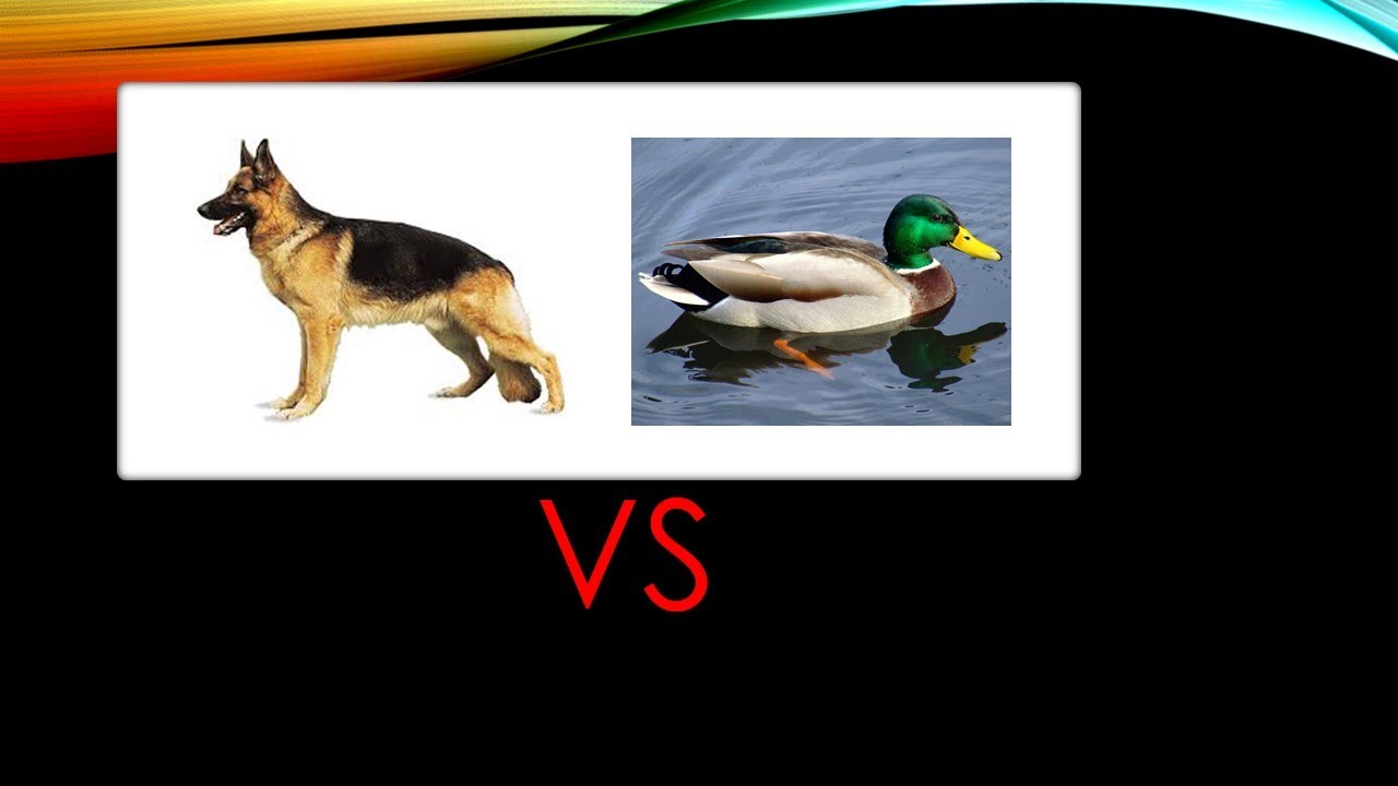 DUCK VS DOG - YouTube