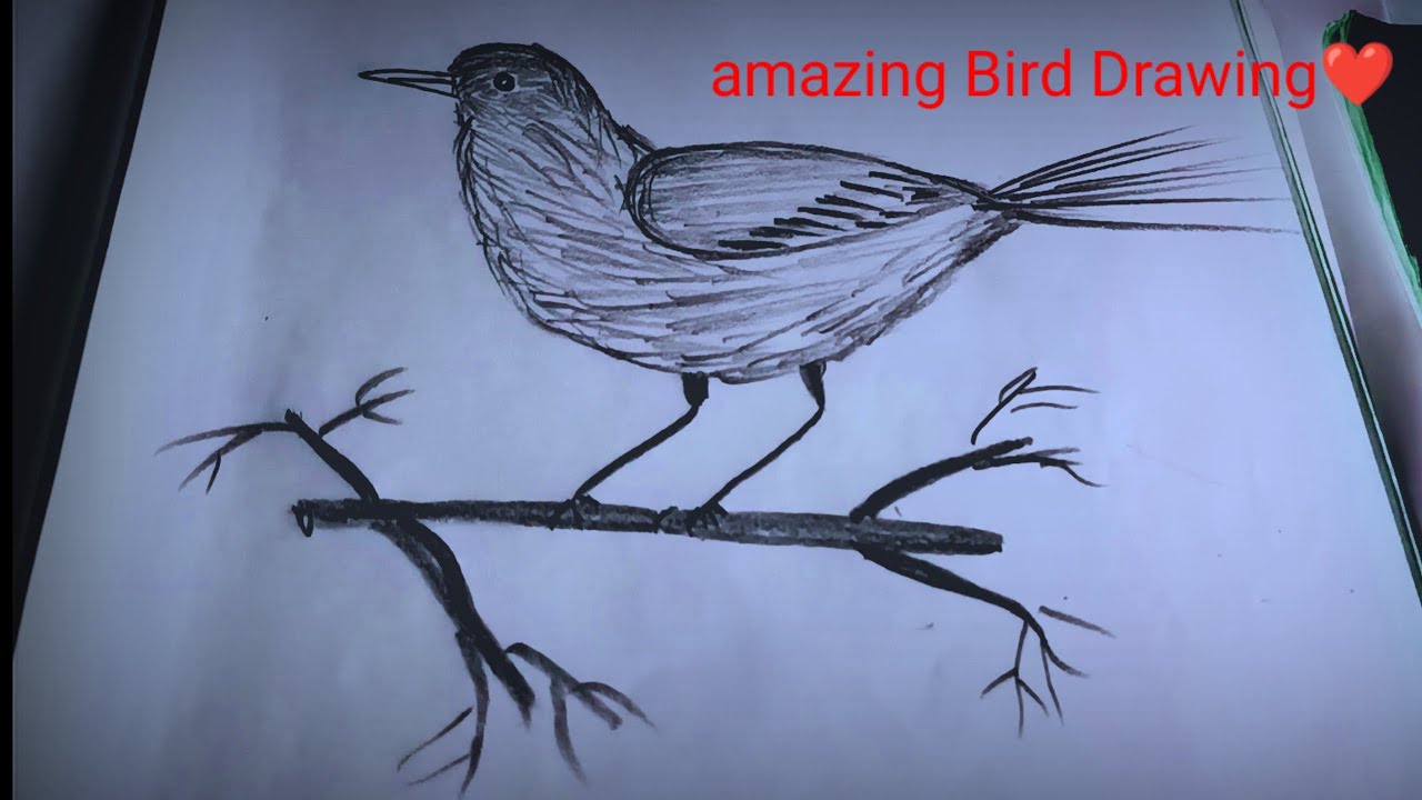 Amazing bird drawing //drawing easy tricks🔥👍 #draw #amazing #easytrick ...