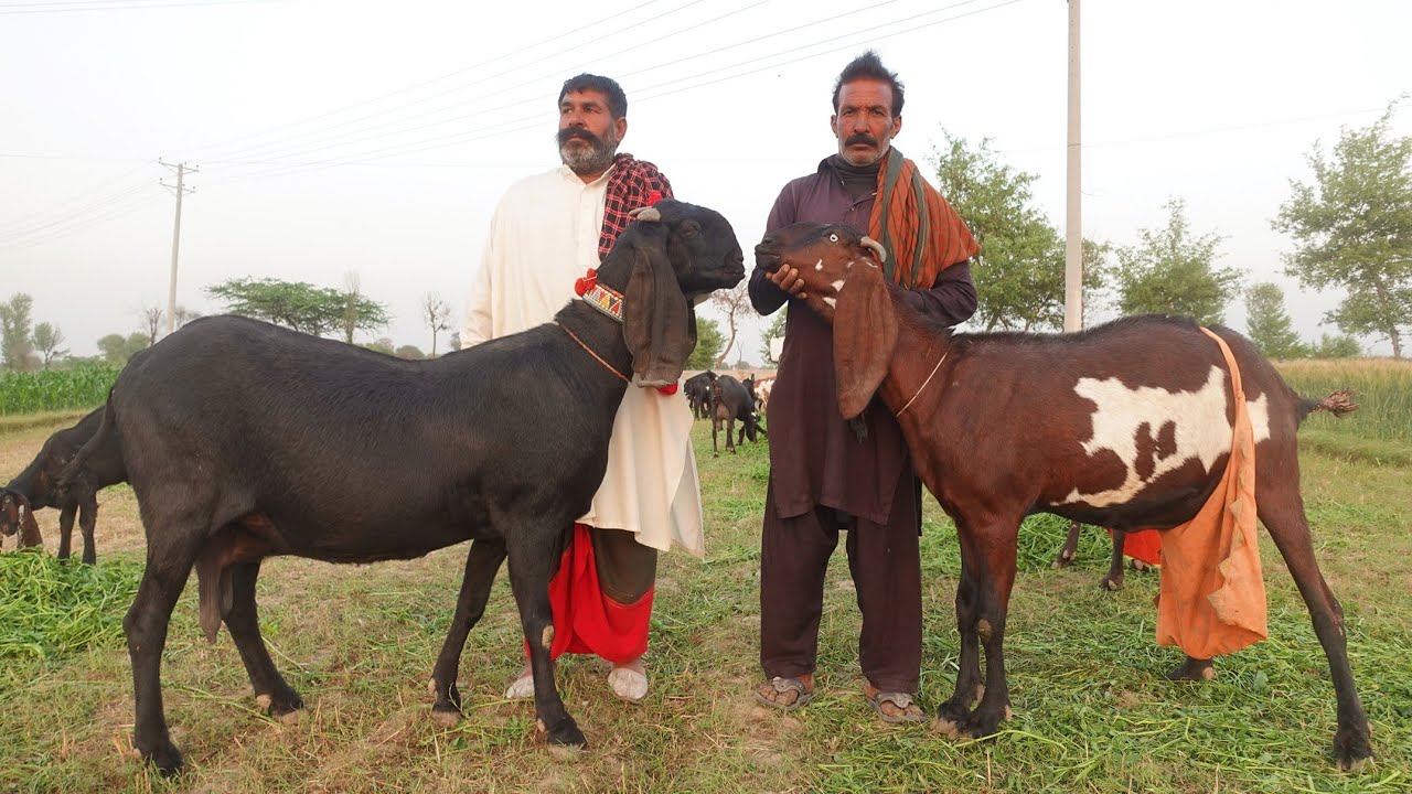 Rustam Bakara Sa Pregnant Bakriyan | Rustam Bakara Ka Bacha Agya - YouTube