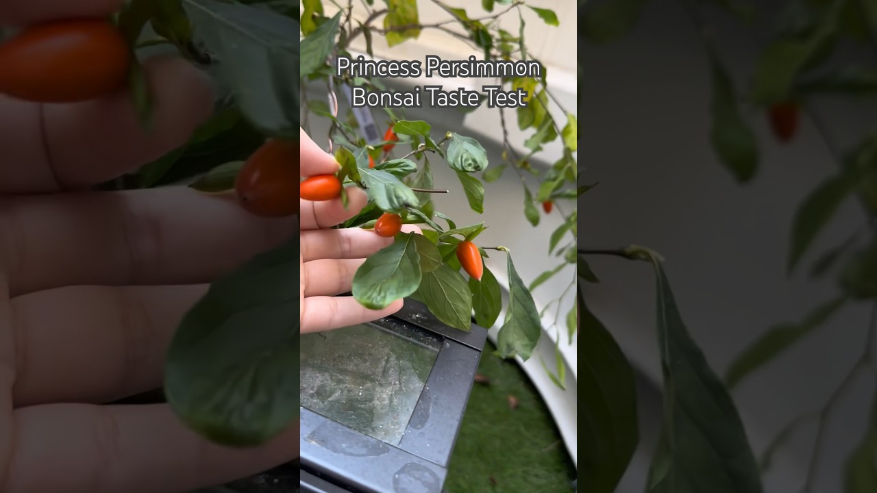 Princess Persimmon Taste Test #shorts #plants #tastetest #persimmon # ...