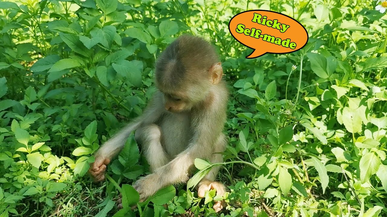 Ricky monkey survives alone looking for insects and leaves to eat - YouTube