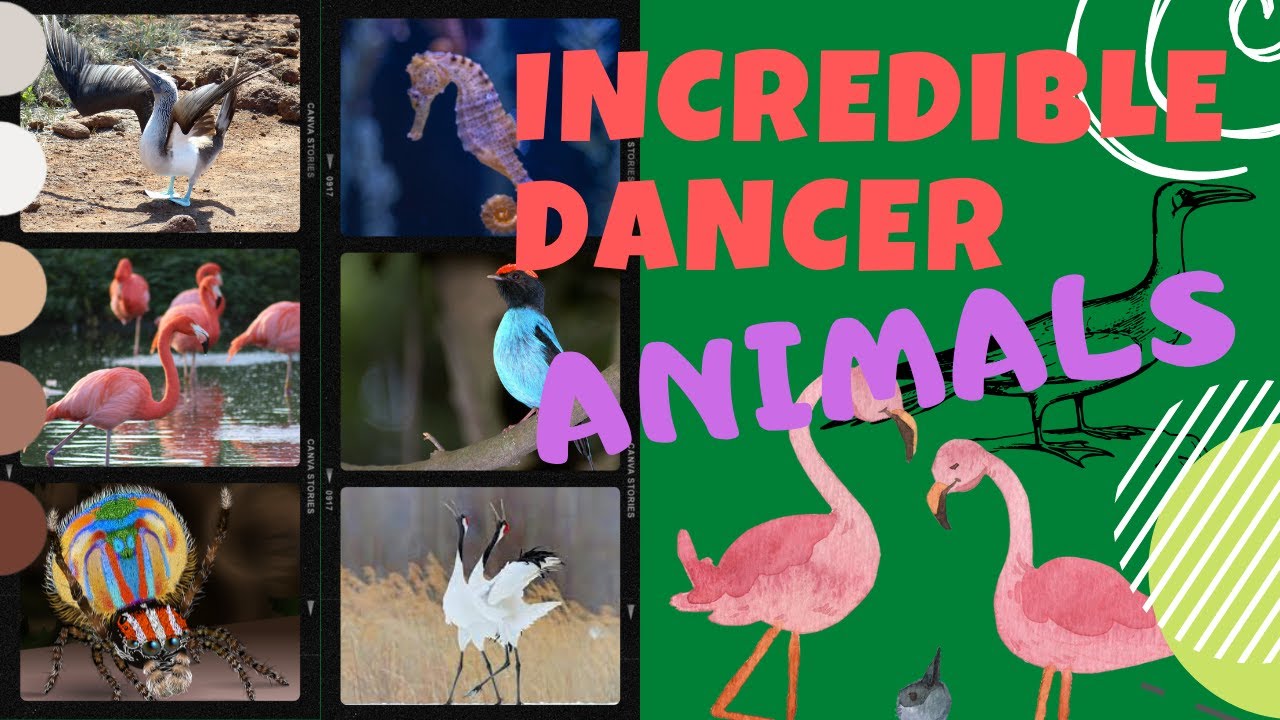 DANCER ANIMALS LIKE PROFESIONAL DANCERS.. INCREDIBLE DANCER ANIMALS ...