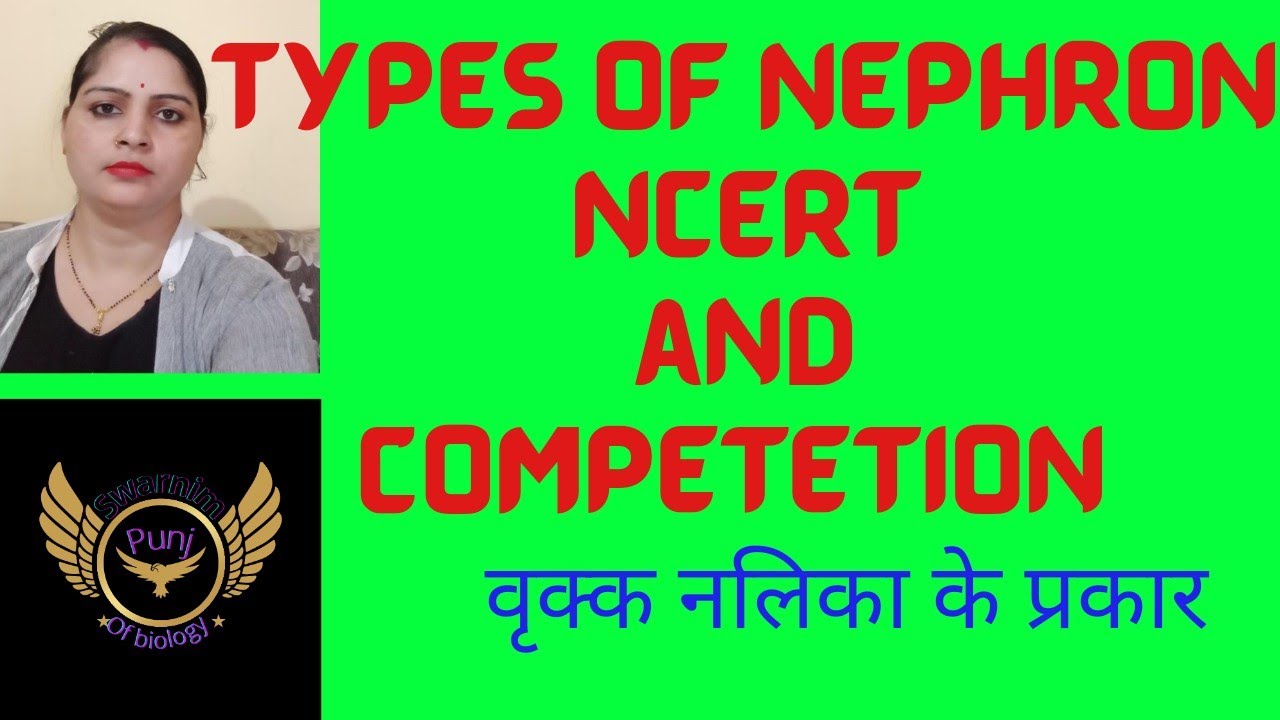 Types of Nephron types of Nephron (renal tubule) वृक्क नलिका कितने ...