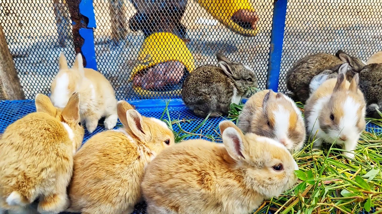 Lucky day for baby Rabbits | Adorable Baby Rabbits are eating grass for ...