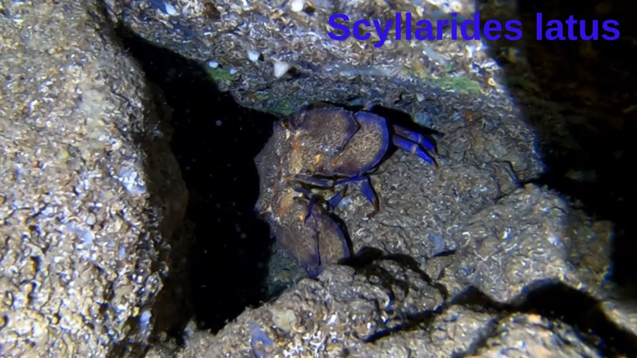 Cicala (Scyllarides latus) - YouTube