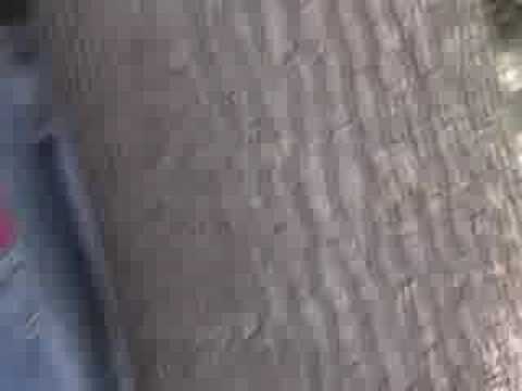 Recruit Celeste - Ross - YouTube