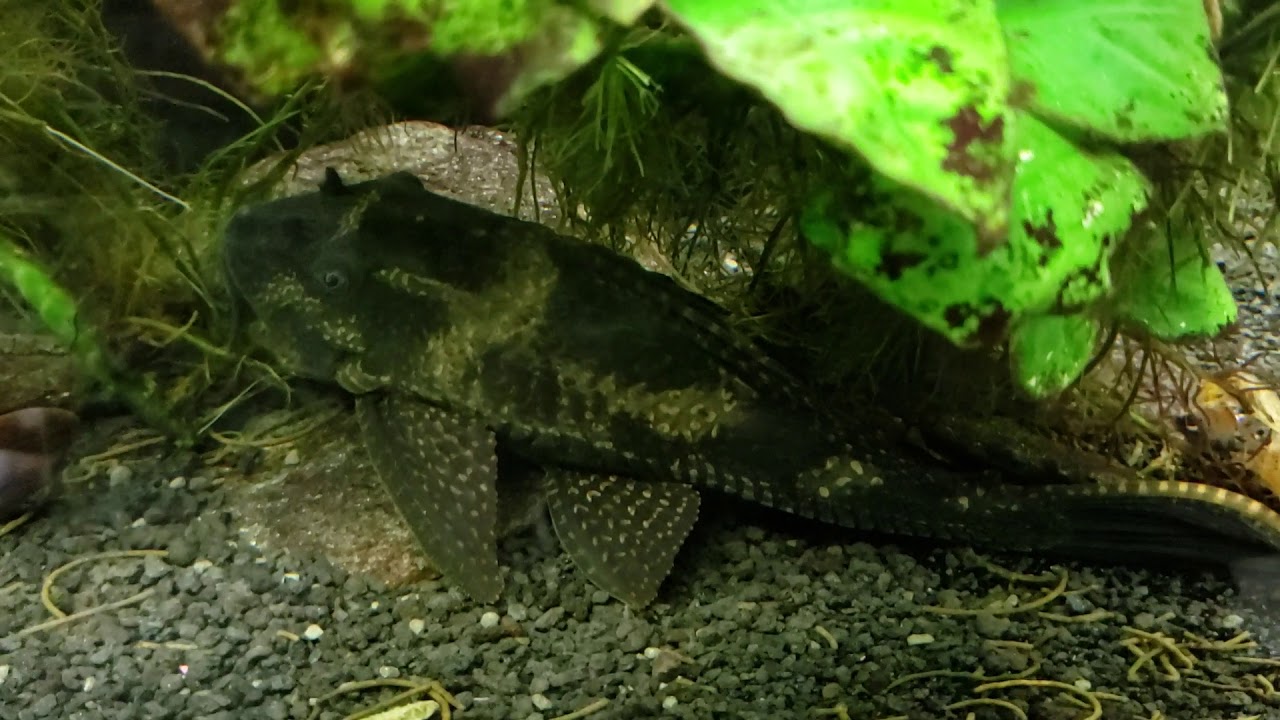 "High Fin Spotted Pleco" In My 55 Gallon Aquarium - YouTube
