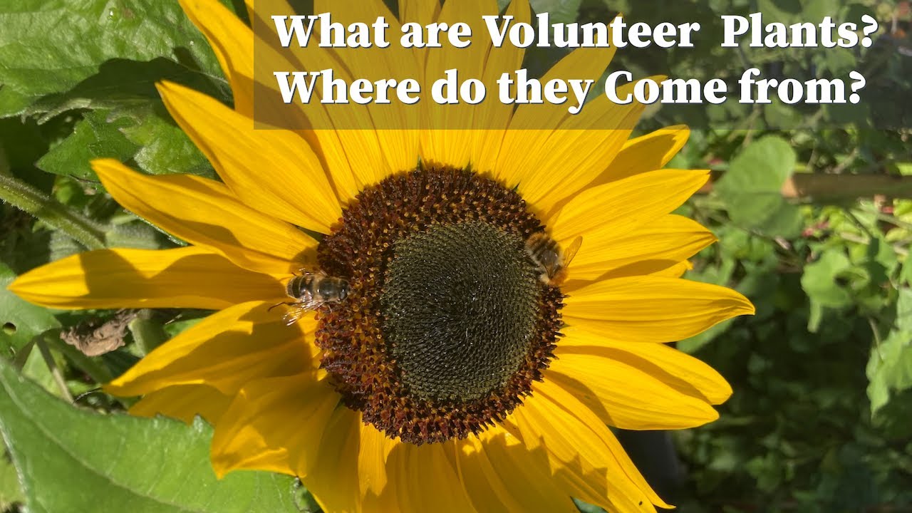 Volunteer Plants, Where do they come from ? | GlasGrow Gardens 2022 # ...